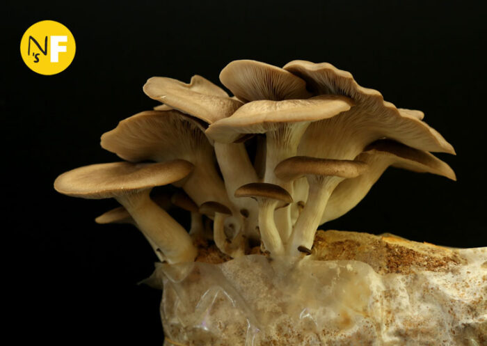 Funginista – Tienda Online