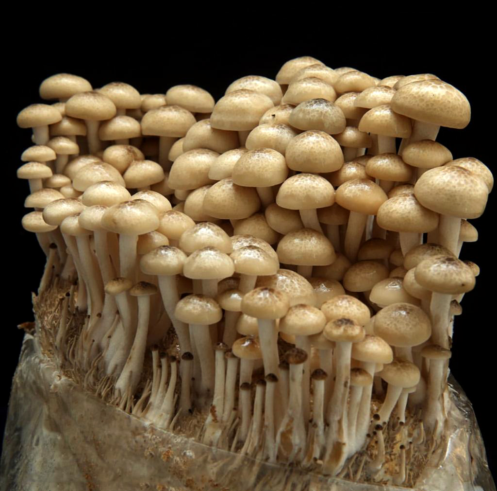 Funginista – Tienda Online