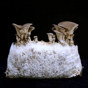 Funginista – Tienda Online