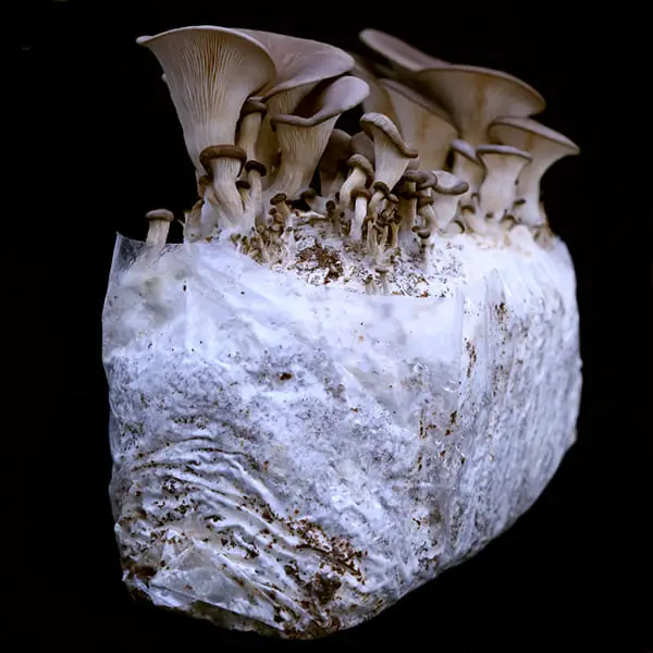 GIRGOLA GRIS – Funginista