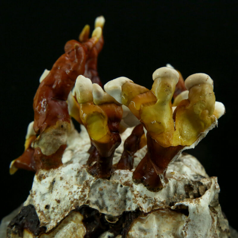 REISHI x 50ml – Funginista