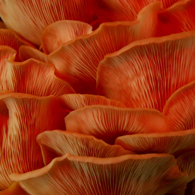 Funginista – Tienda Online