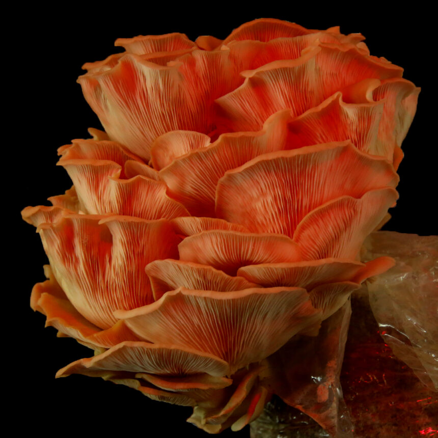 GIRGOLA ROSADA / PLEUROTUS DJAMOR – Funginista