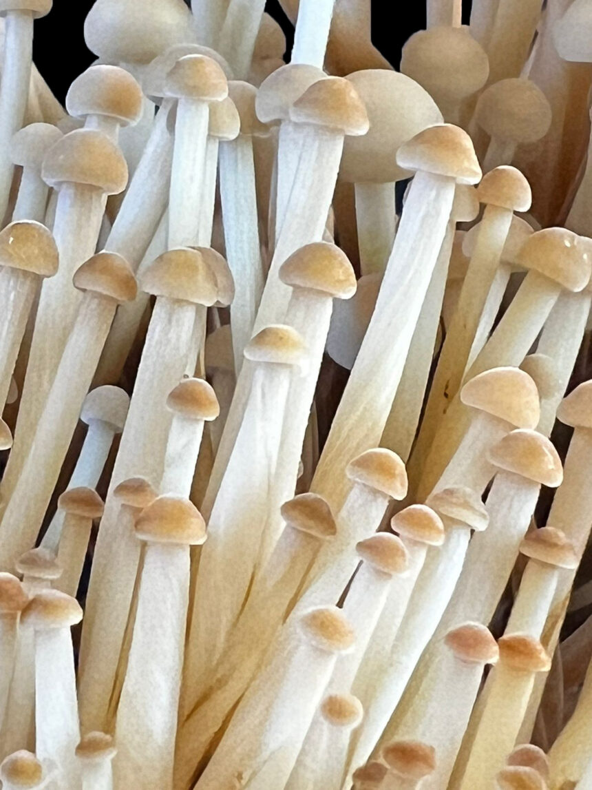 ENOKI – FLAMMULINA VELUTIPES – Funginista