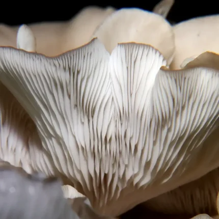 Funginista – Tienda Online