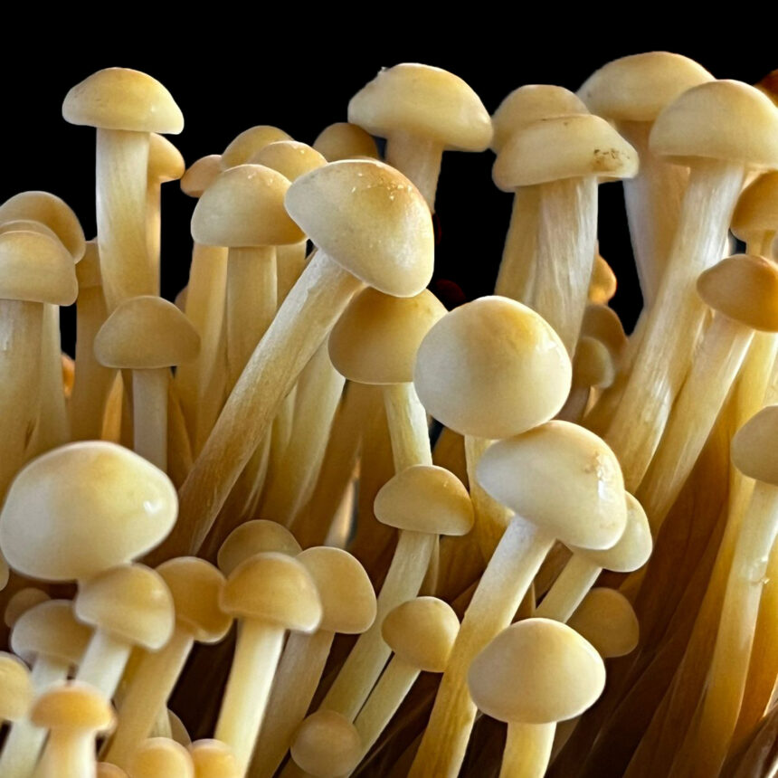 ENOKI – FLAMMULINA VELUTIPES – Funginista